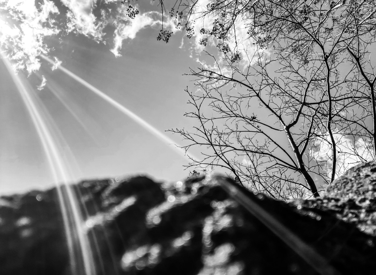 poplars – The Poet Projects